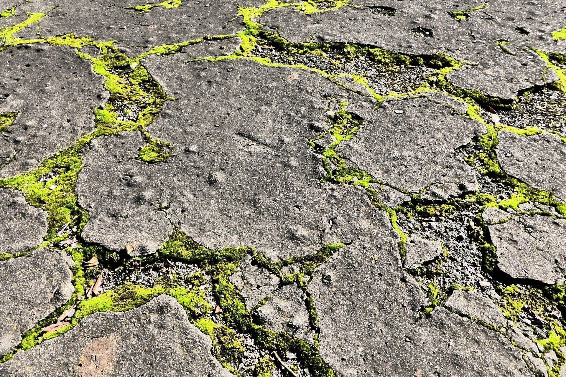 Ontmossen | Clean Maniak